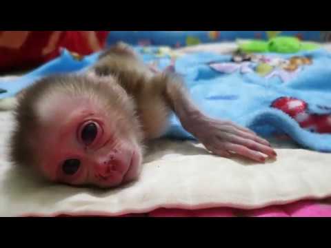 How Pity Newborn Monkey Aba Very Weak Face After Got Abandoned - YouTube