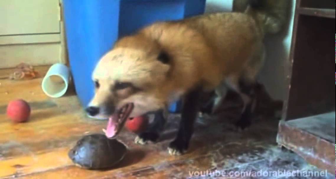 fox laughing - YouTube