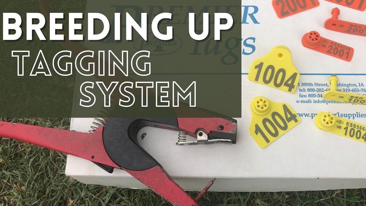 TAGGING SYSTEM for Breeding Up American White Sheep | Balanced Ruminant ...