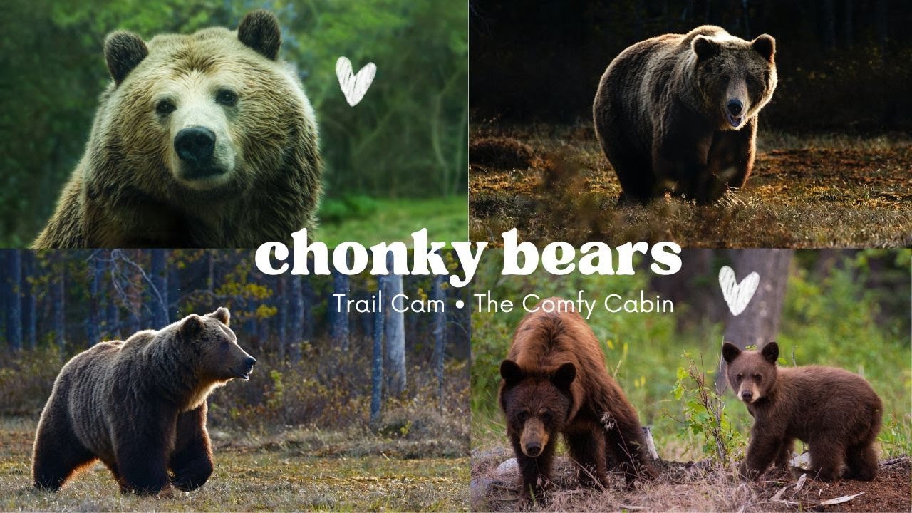 Chonky Bear 4 of 4 - YouTube