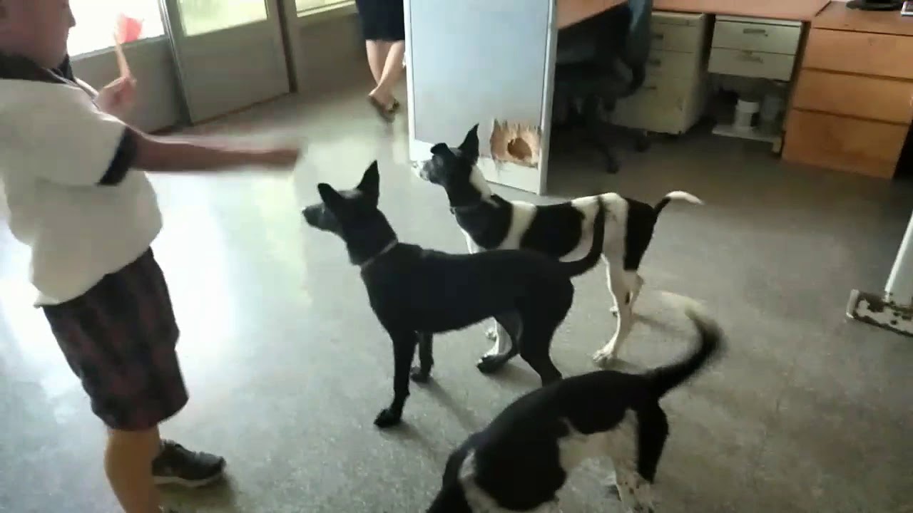 Pennie, Paula(black) and Pinna (big size) interact with kid - YouTube