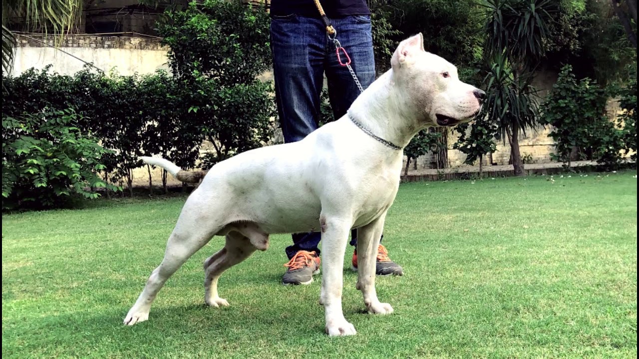 American Staffordshire Terrier (Amstaff) "Banjo" of Blue Blood kennel ...