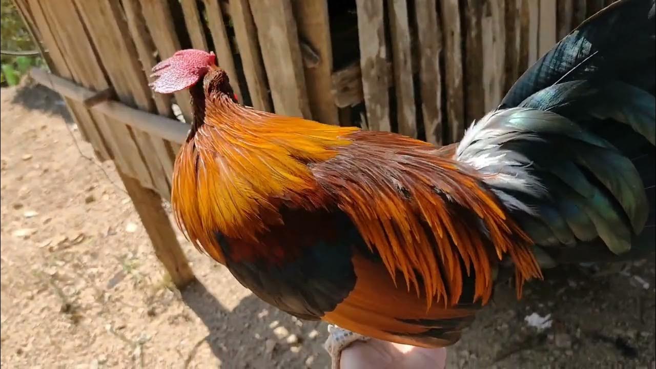 Qaib Zoo Nraug F1 Nyiam Nug Tau 02094144155 - YouTube