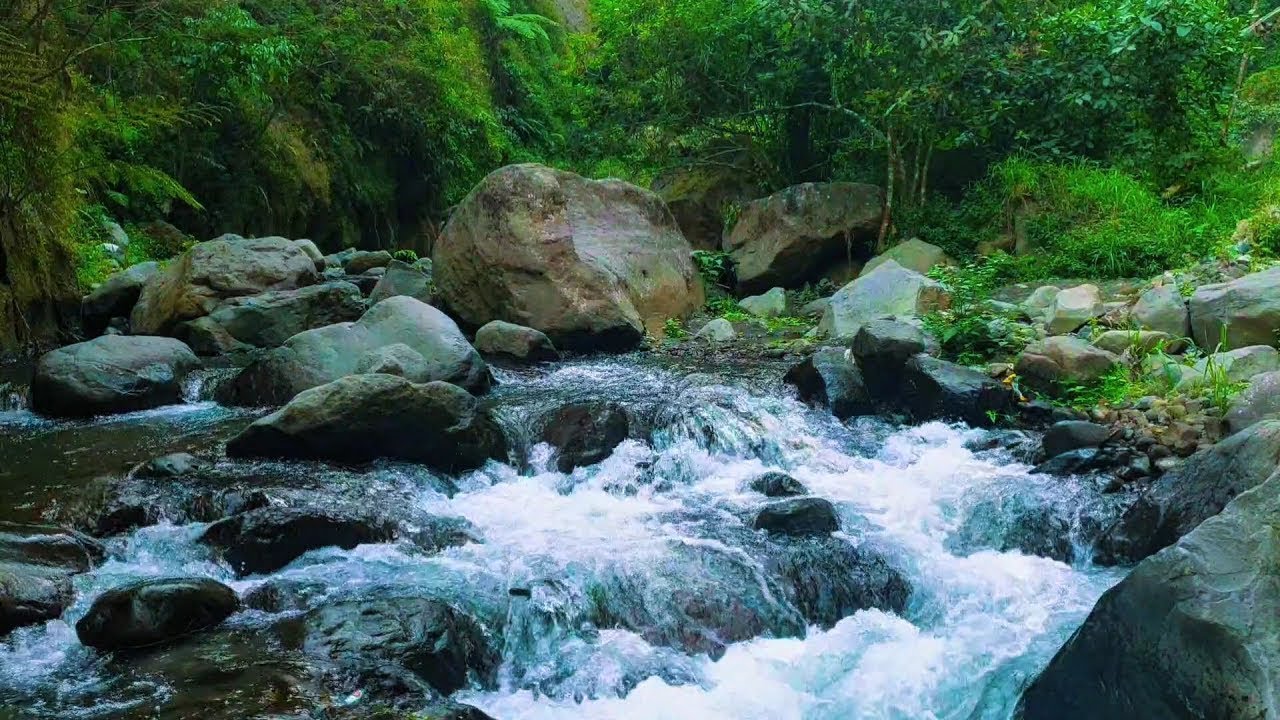 Water Stream in Forest - Gentle Water Sounds to Relax and Immerse ...