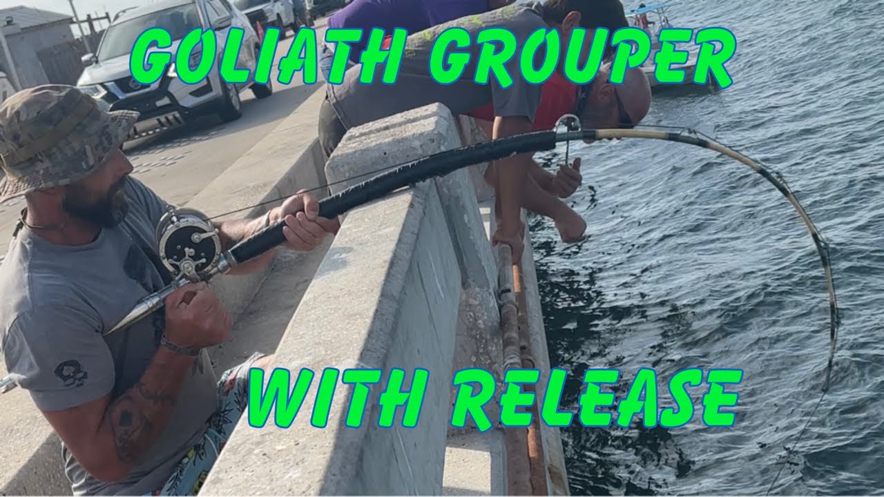 Epic 🔥 Goliath grouper caught and released by boat at the skyway ...