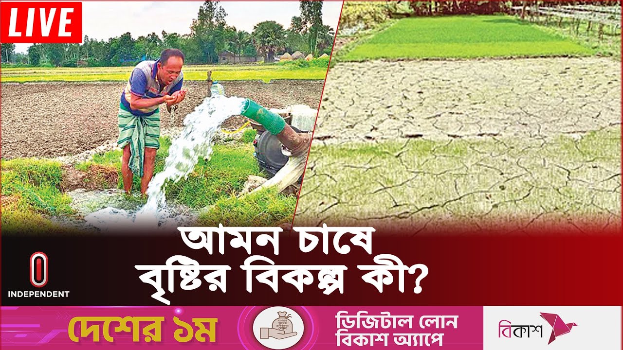 বিপাকে পাবনা-দিনাজপুরের আমন চাষিরা | Amon Dhan l Independent TV - YouTube