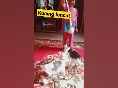 kucing lucu loncat 😂 - YouTube