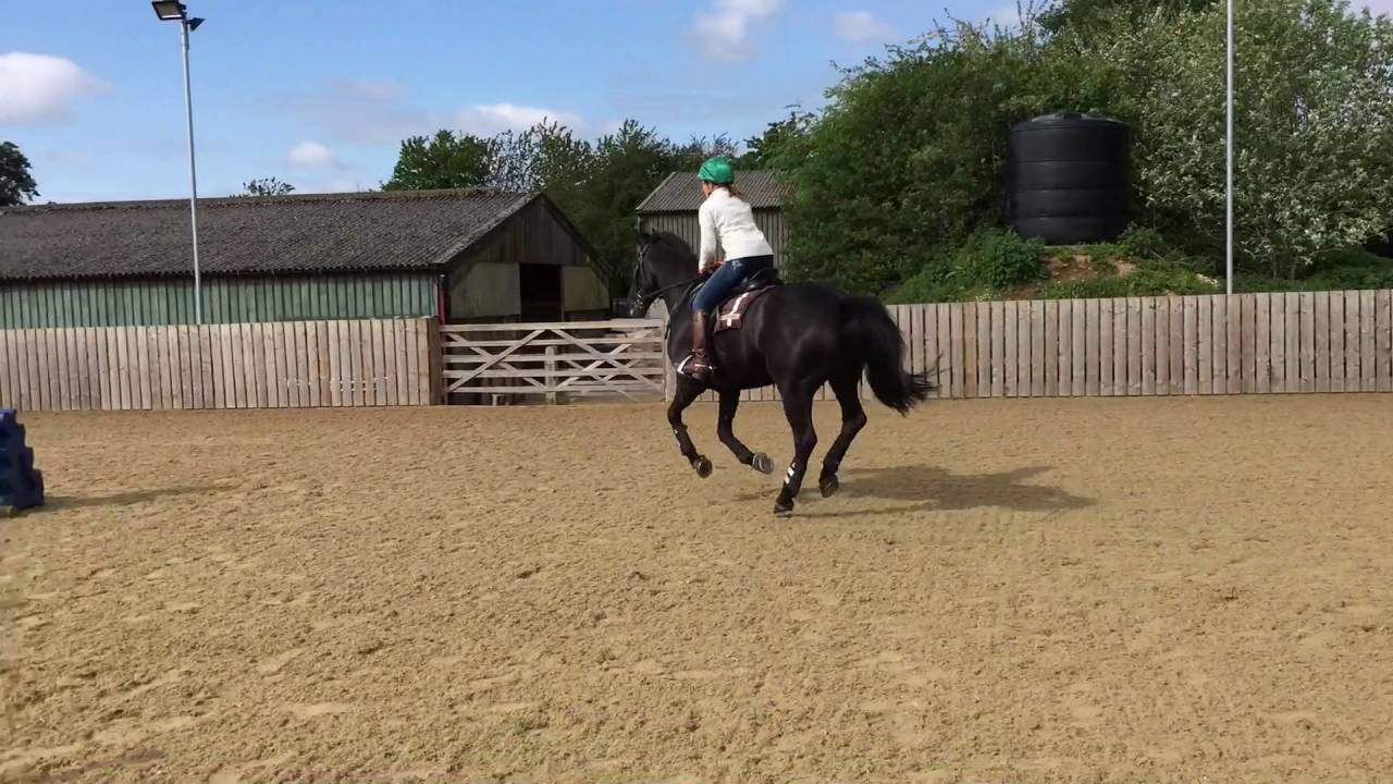 Equestrian Training - YouTube