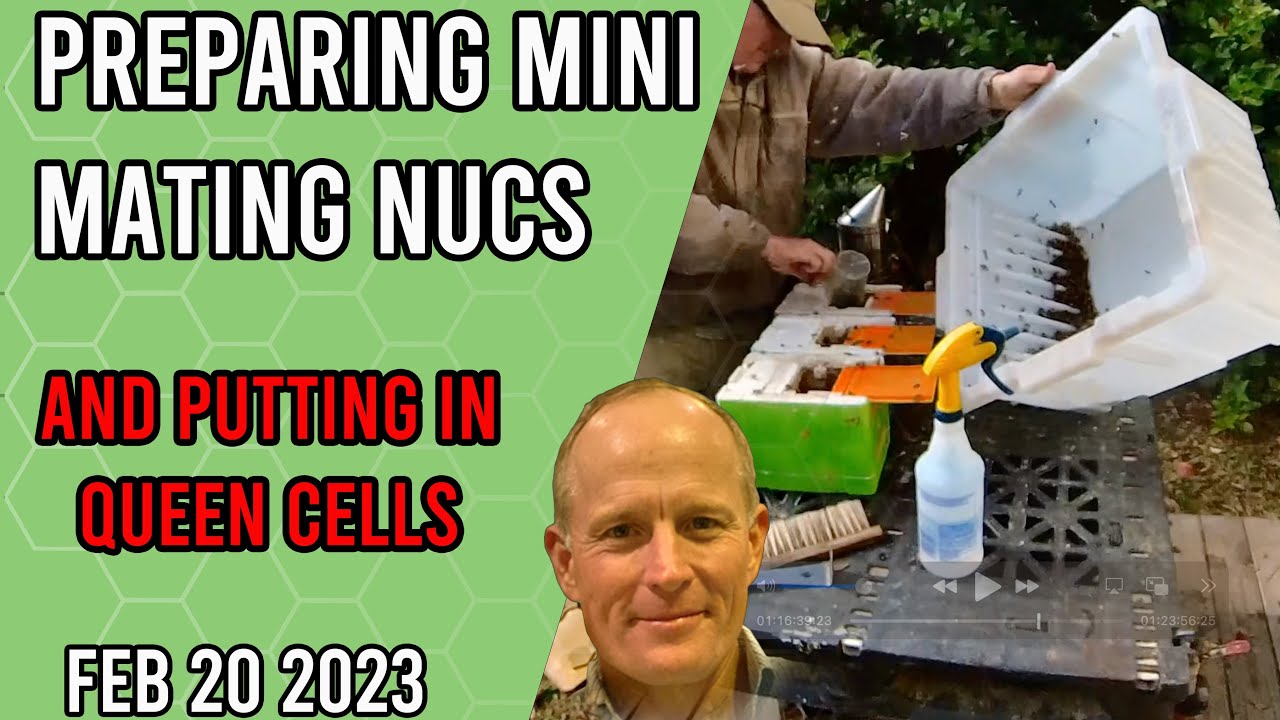 Preparing Mini Mating Nucs for Queen Cells - Jacksonville FL Zone 9a ...