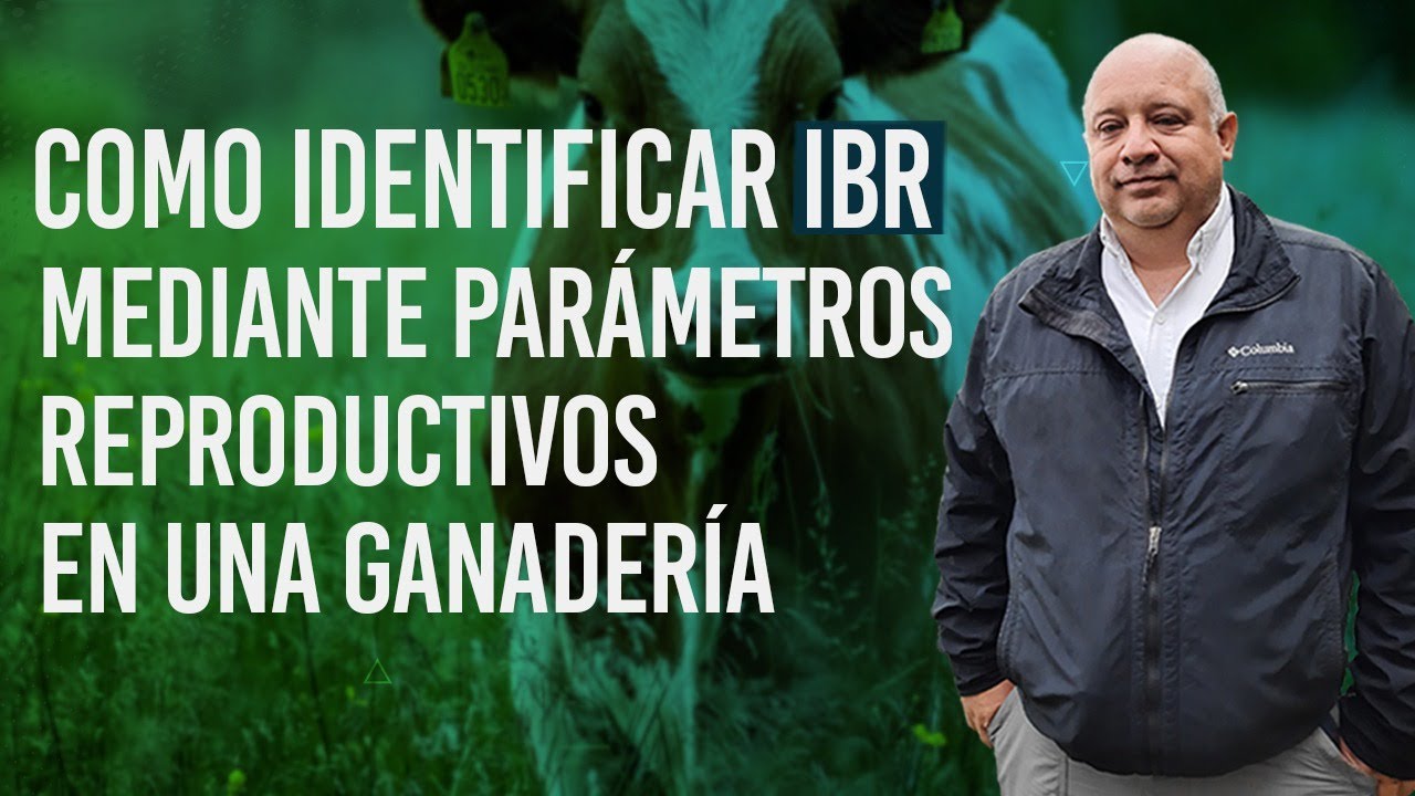 💥 CONFERENCIA 💥 ¿Comó identificar el IBR? ¿Que es? Parametros ...