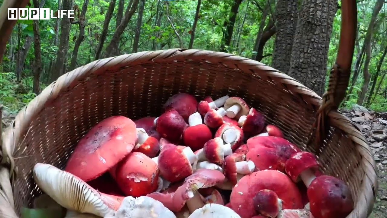 Farm Life | Harvesting wild mushroom, cook braised pork with radish ...