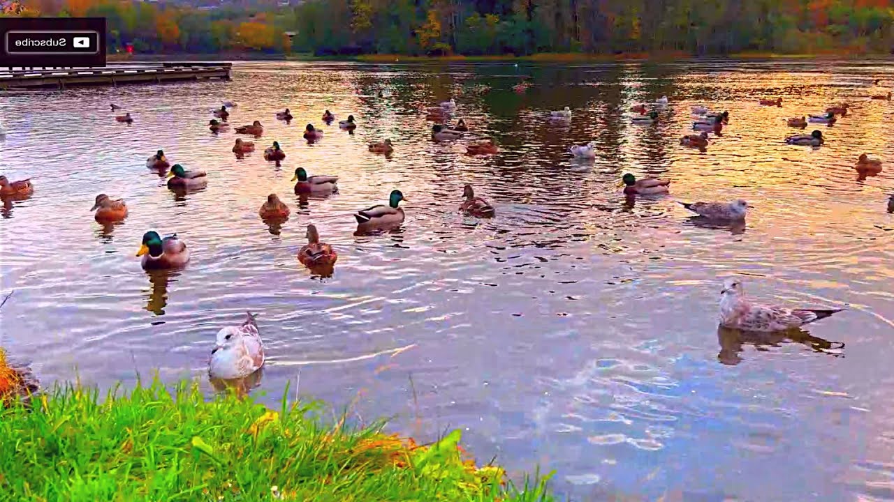 Feeding Ducks And Seagulls With Relaxing WaterStream | Relaxing Bird Sounds For Sleep, Relax ...