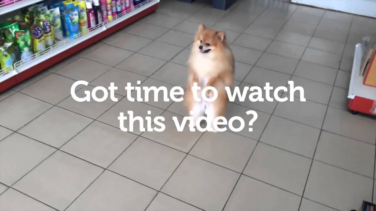 Salsa Dancing Dog - YouTube
