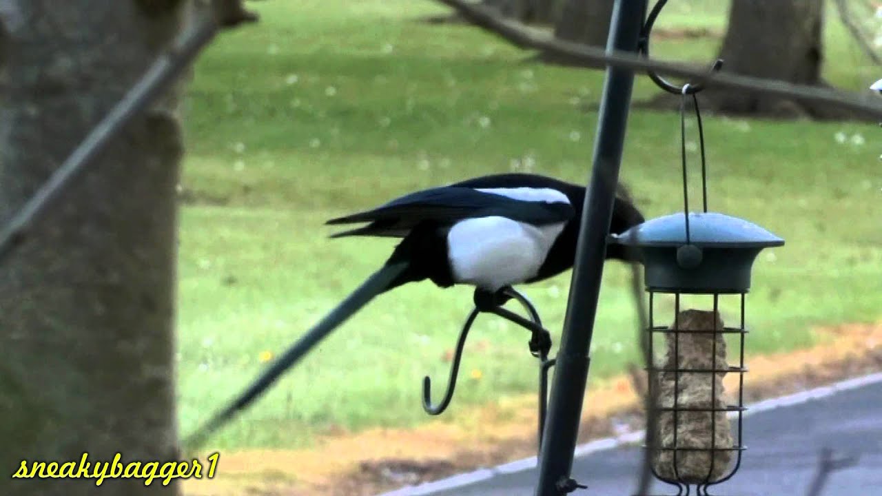 Maggie the Magpie Raids the Bird Feeder 09May12 - YouTube