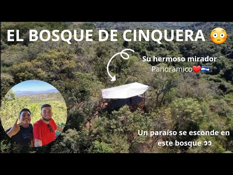 EL BOSQUE DE CINQUERA 👀 ️🇸🇻 ¿Existe un árbol en peligro de extinción ...