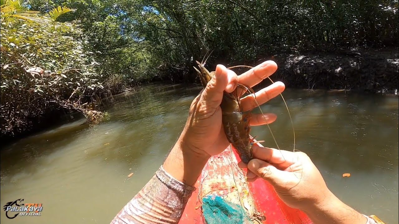 pamimintol nang sugpo sa pakatan giant prawn - YouTube
