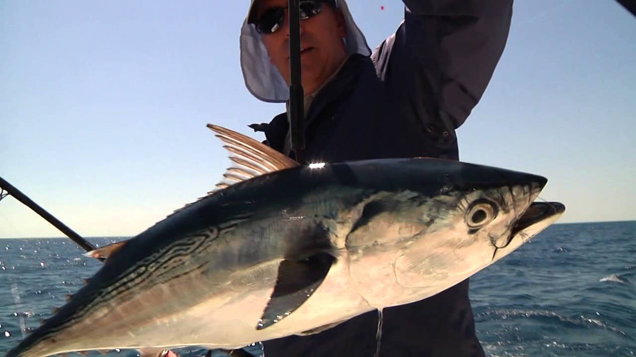 A Taste of Kite Fishing In Miami - YouTube