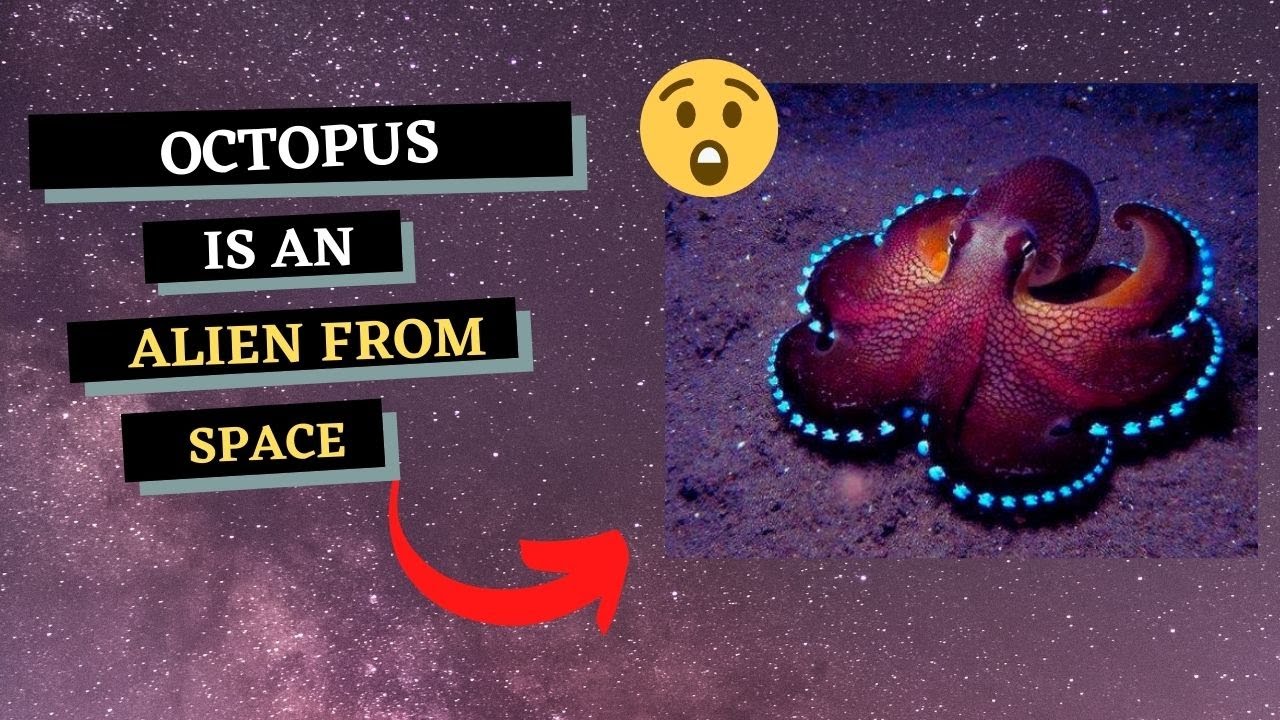 are octopus aliens| from outer space (HINDI) - YouTube