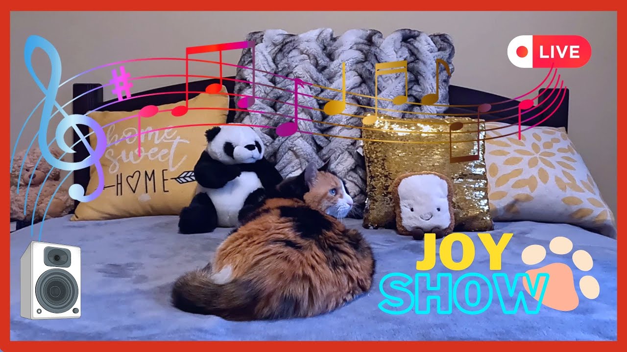 2023 Joy Show: My Cat Joy's Purring to Help You Relax and De-stress ...