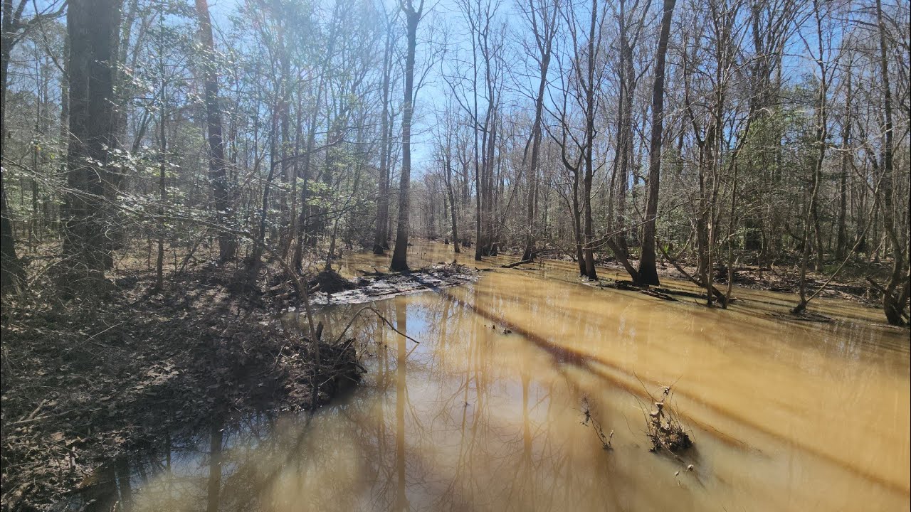 #February2024 Beaver Trail at Bond Swamp, Georgia #outdoors #hike - YouTube