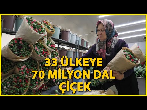Anneler Günü için Rusya ve Ukrayna Dahil 33 Ülkeye 70 Milyon Dallık Çiçek İhracatı
