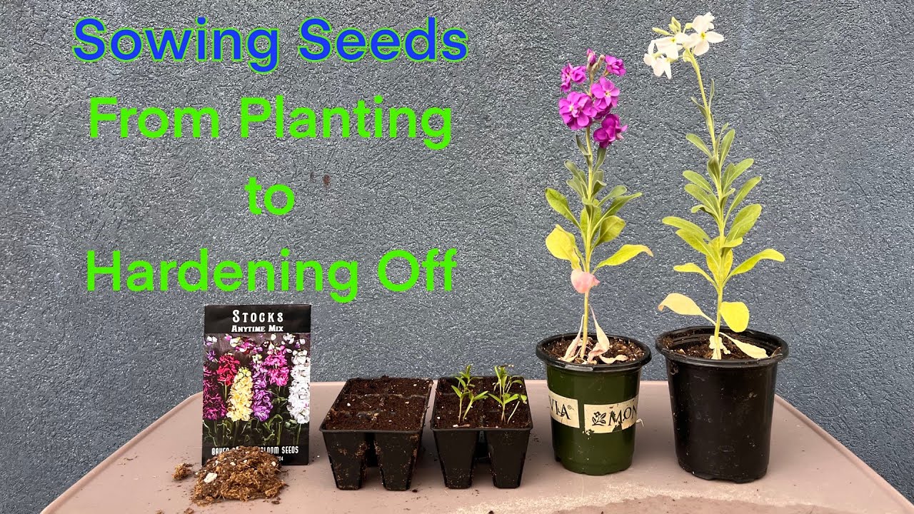 Sowing Seeds: From Planting to Hardening Off - YouTube