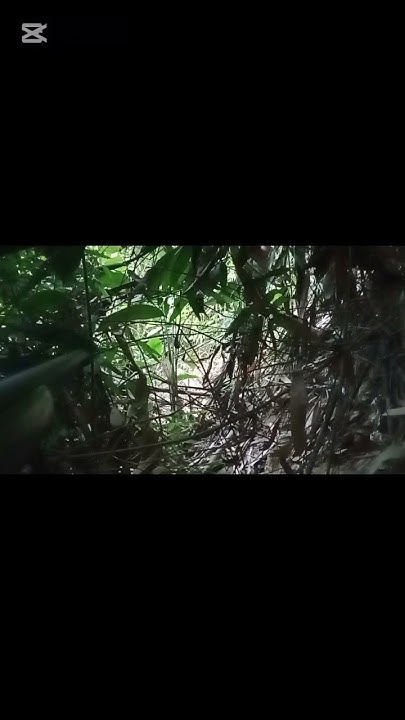 Hnub no mu dib qaib lawm nawb 1/2/2025 - YouTube