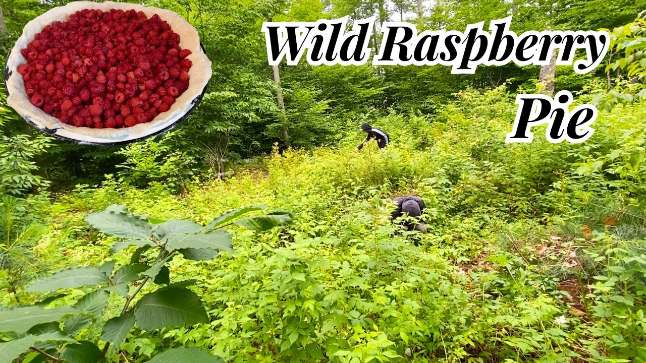 Foraging For WILD Raspberries To Make PIE - YouTube