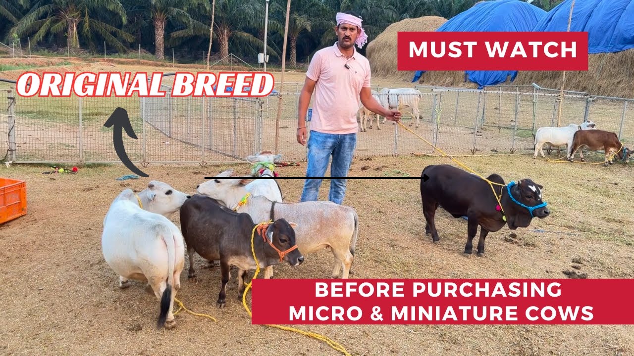 Purchasing Micro & Miniature cows ? You Must watch this ! Andhra ...