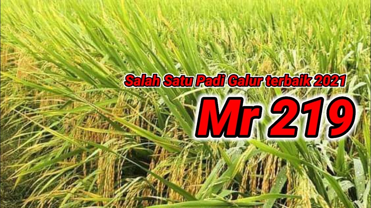 PADI MR 219 - YouTube