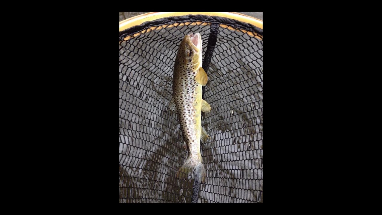 Fly fishing for beginners - French nymphing - YouTube