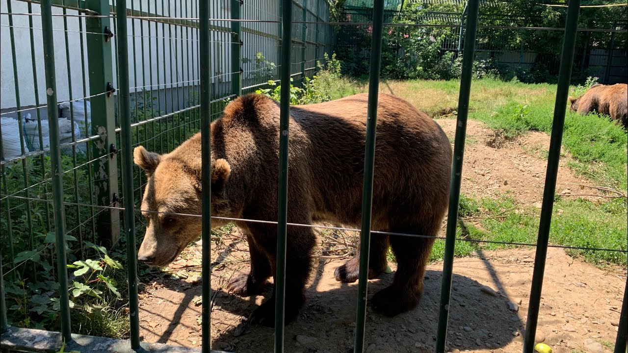 Zoo Radauti | What wild animals can we see here - YouTube