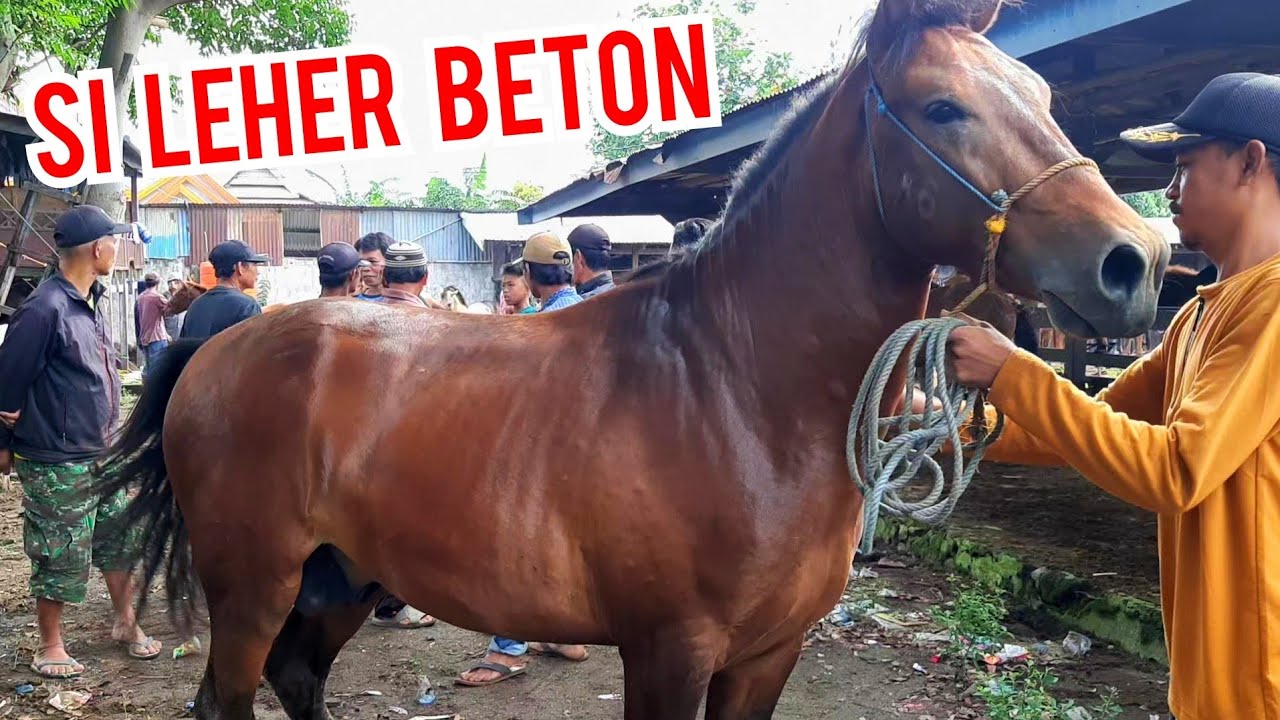 PASAR KUDA | KUDA RAKSASA SI LEHER BETON | PASAR KUDA PART 121 - YouTube