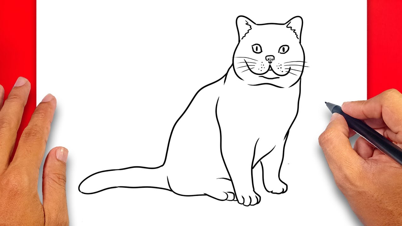 How to draw British Shorthair Cat - YouTube