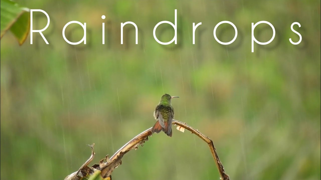 Raindrops in beautiful nature🌧️||Sleep soundly listening to the sound ...