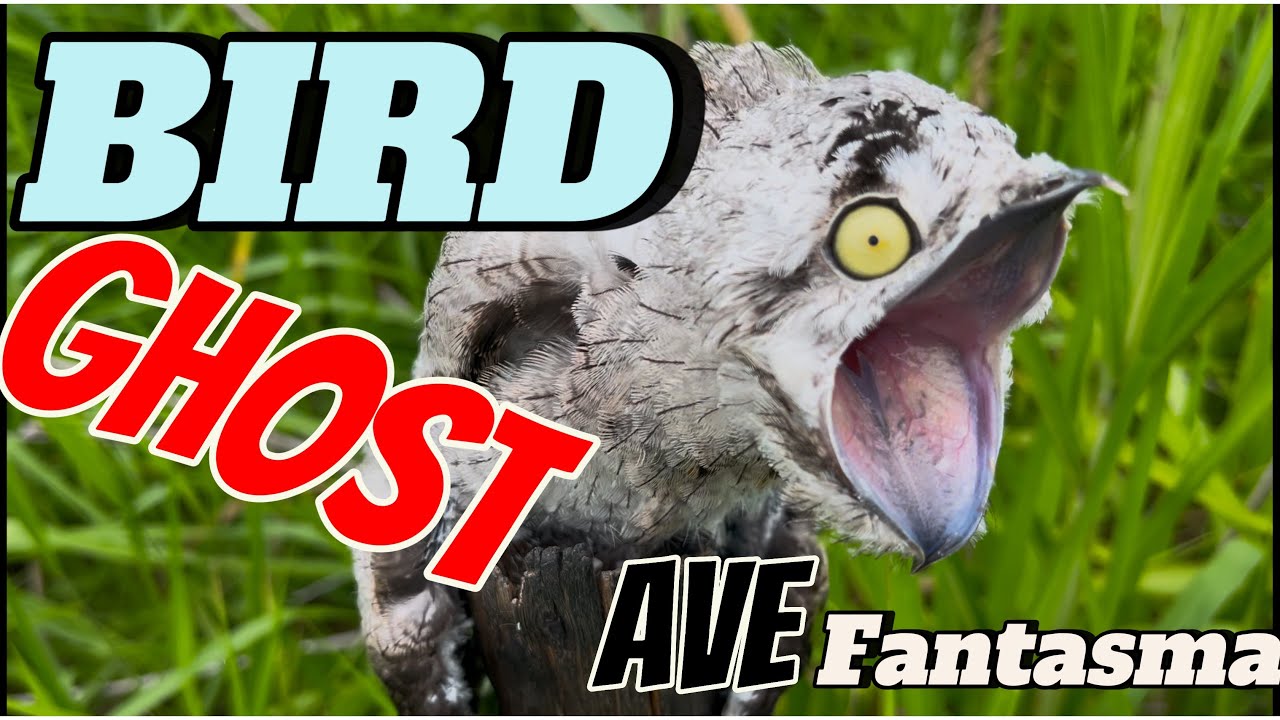 the incredible ghost bird #ghostbird - YouTube
