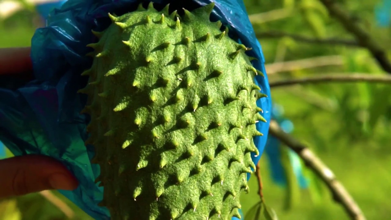Investment Opportunities in Soursop Farming - TKO Farms - YouTube