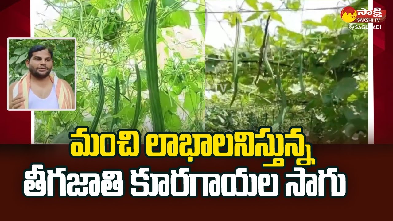 Farmer Success Story with Ridge Gourd Farming | Ridge Gourd Cultivation ...