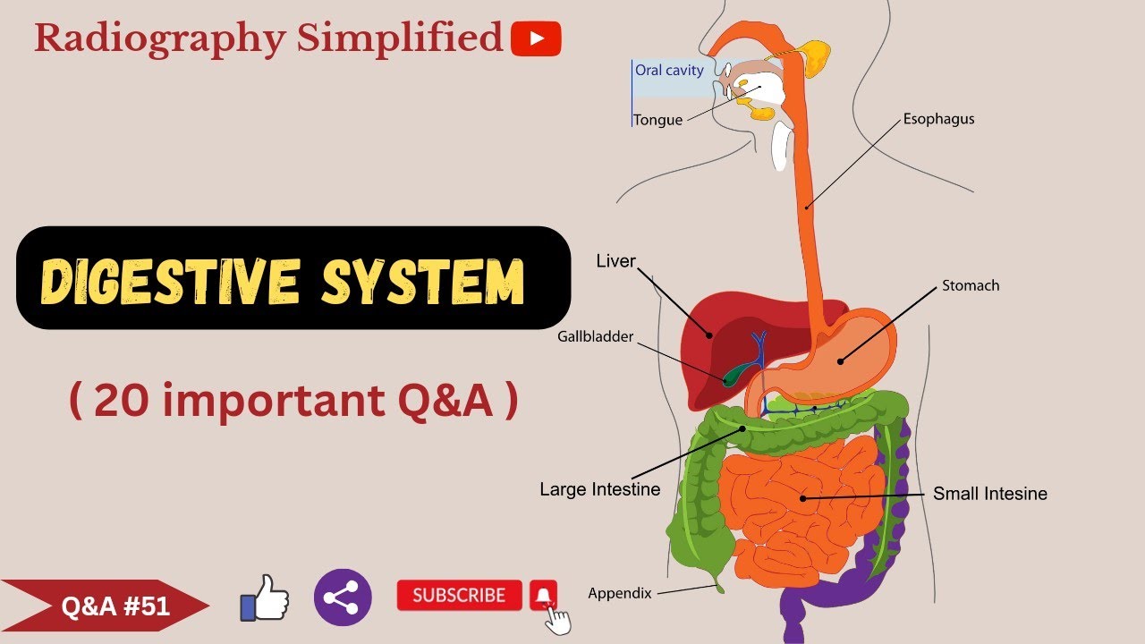 Digestive system l 20 important Q&A ll part -1ll radiography simplified ...