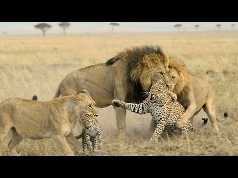 Male Lion and Lioness Erase a Leopard Mother and Leopard Cub Legacy