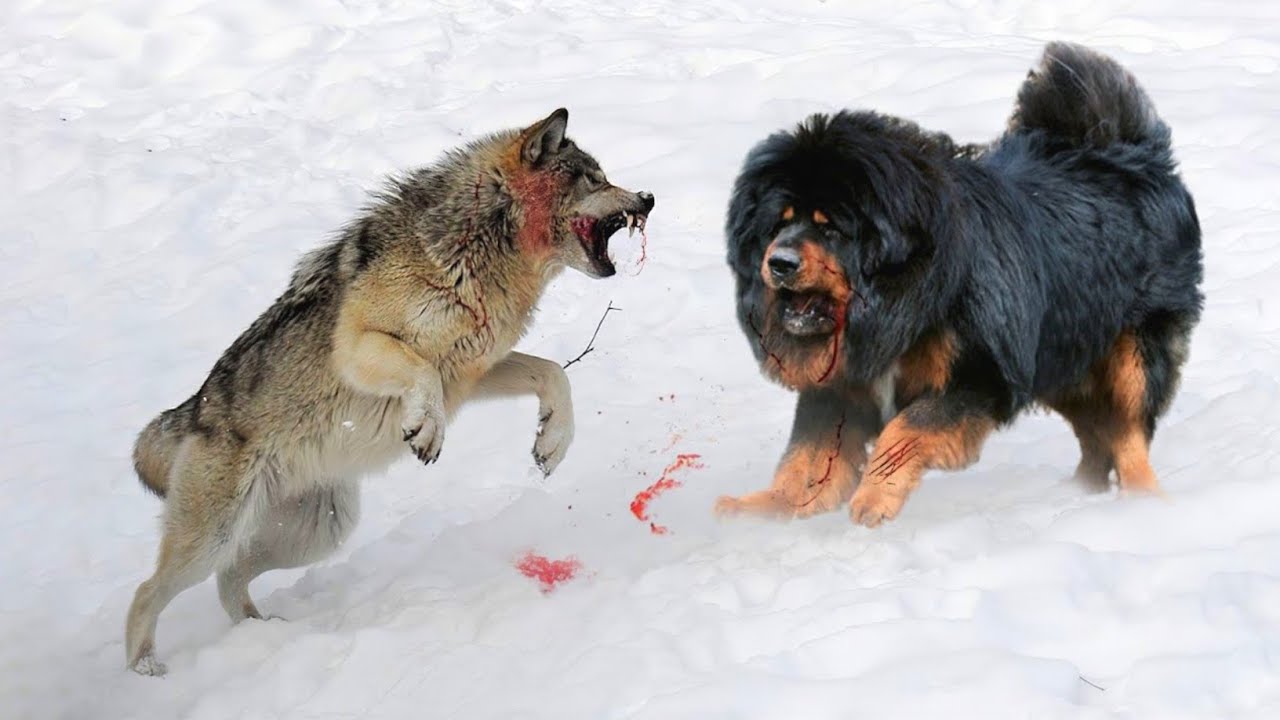A Pack Of Wolves Hunting Dogs To Death - The Wolf Hunting Of The Rabbit ...