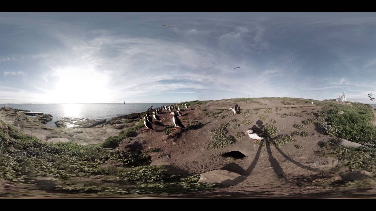 360° Puffin Pirates ! - - YouTube