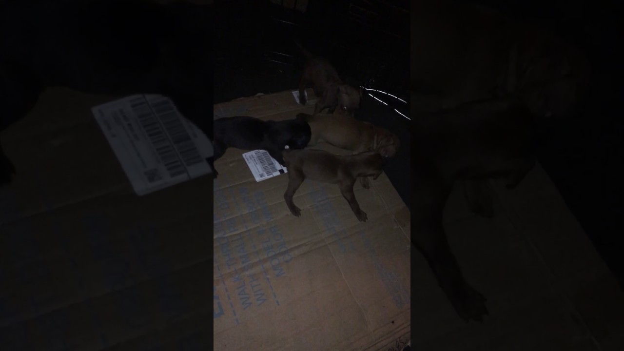 SOLID ELI PAIRING - YouTube