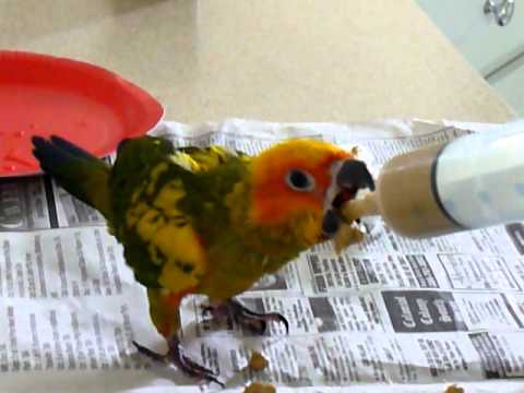 feeding 6 weeks old Sun Conure.MOV - YouTube