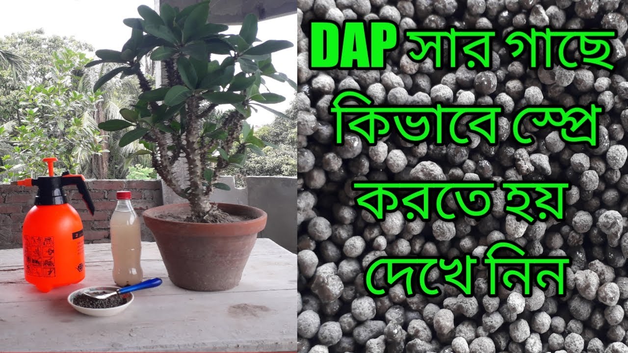 ডিএপি (DAP) সার টবের গাছে কিভাবে স্প্রে করতে হয় দেখে নিন | How to ...