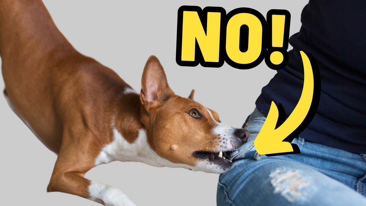 How to Say "No" To Your Dog (In a Way They Actually Understand) - YouTube