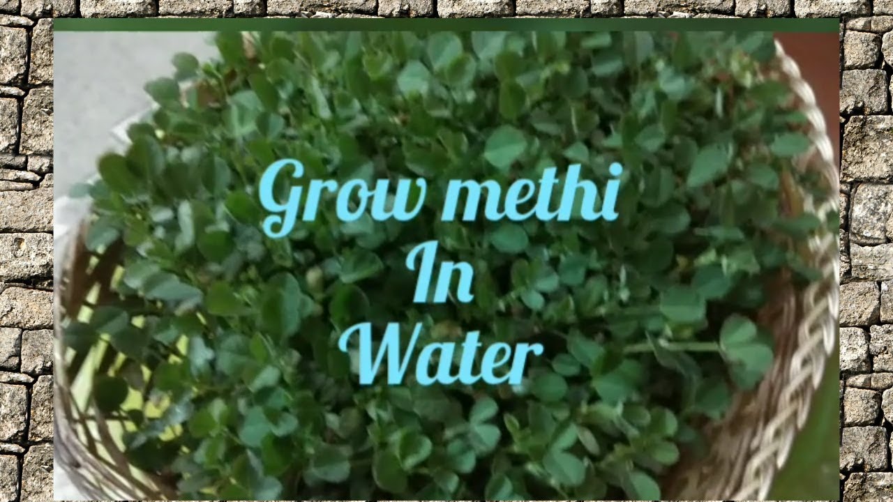 Grow methi in water/ मेथी उगाने का नया तरीक़ा सीखे/grow methi at home ...