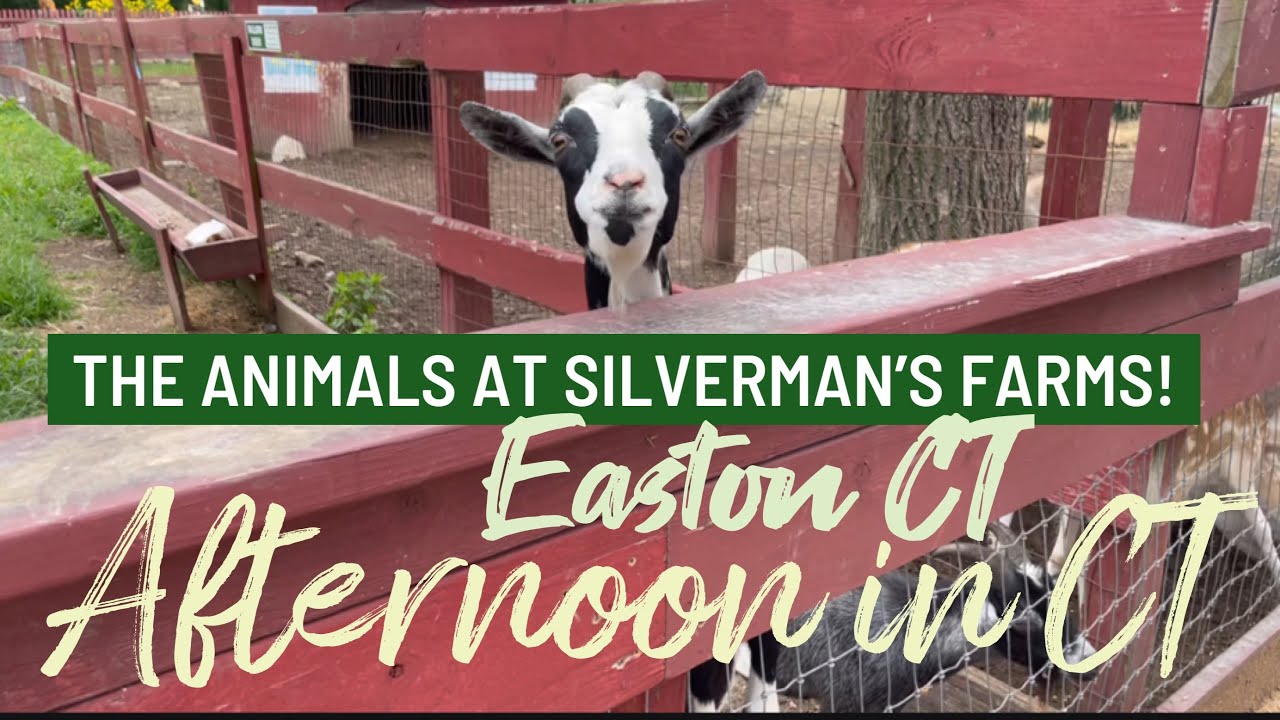 Farm animals at Silvermans farm Easton CT - YouTube