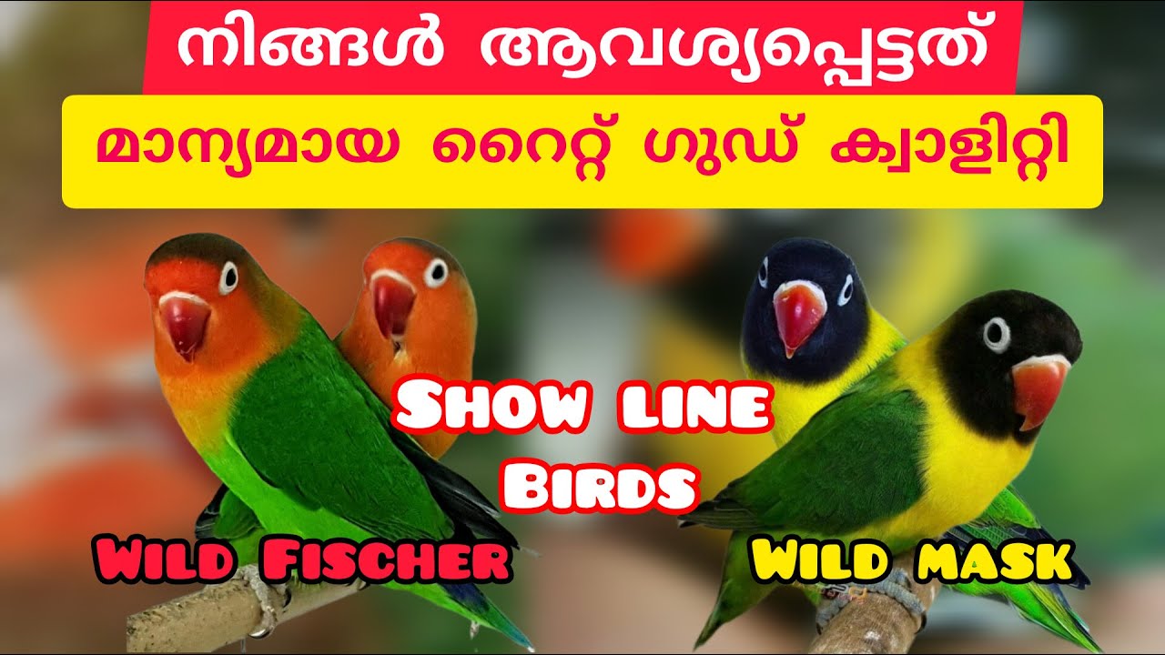 മാന്യമായ റൈറ്റ് ഗുഡ് ക്വാളിറ്റി നിങ്ങൾആവശ്യപ്പെട്ട show line birds(wild ...