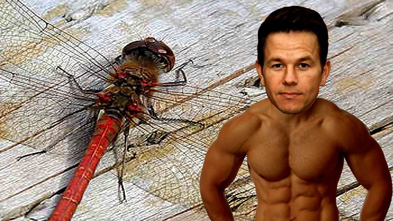 Angry Mark Wahlberg Talks to a Dragonfly / Animals Cartoon Parody - YouTube